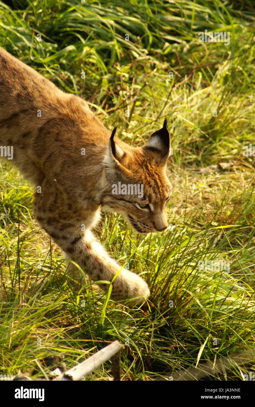 predator, cat, big cat, feline predator, lynx, big cat, feline predator ...