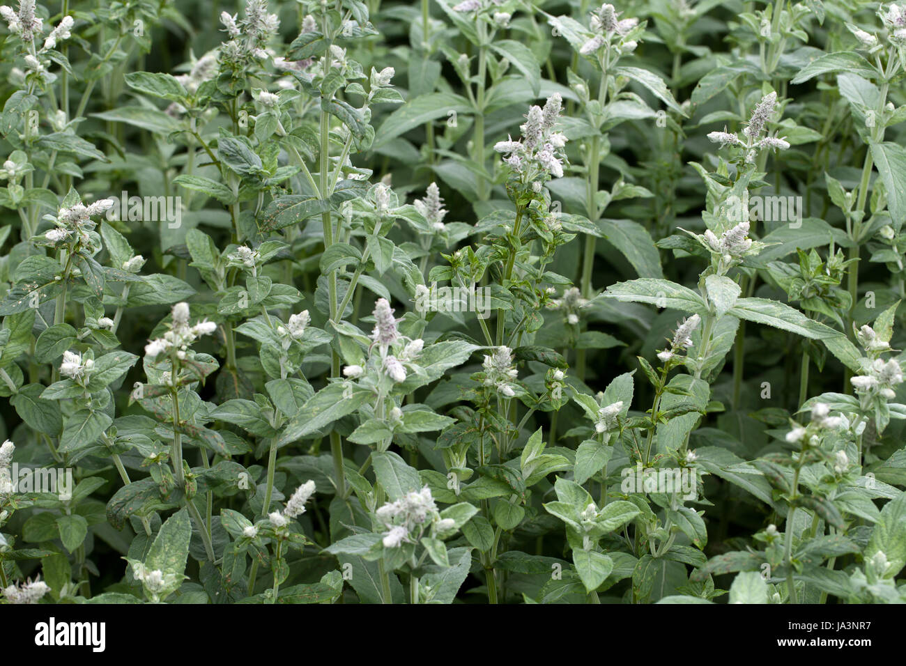 leaf, garden, mint, herb, peppermint, backdrop, background, leaf, macro ...