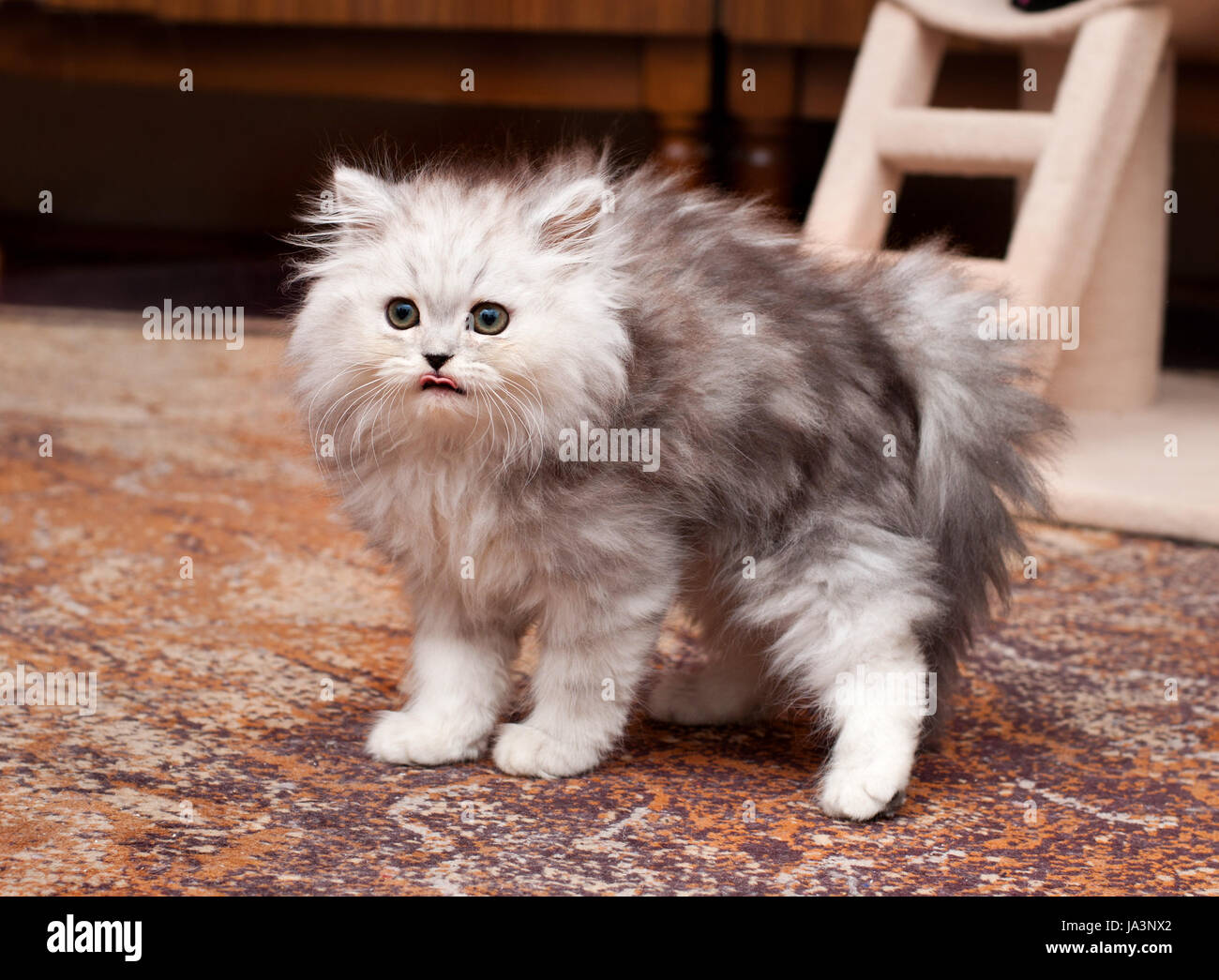 young scary kitten Stock Photo - Alamy
