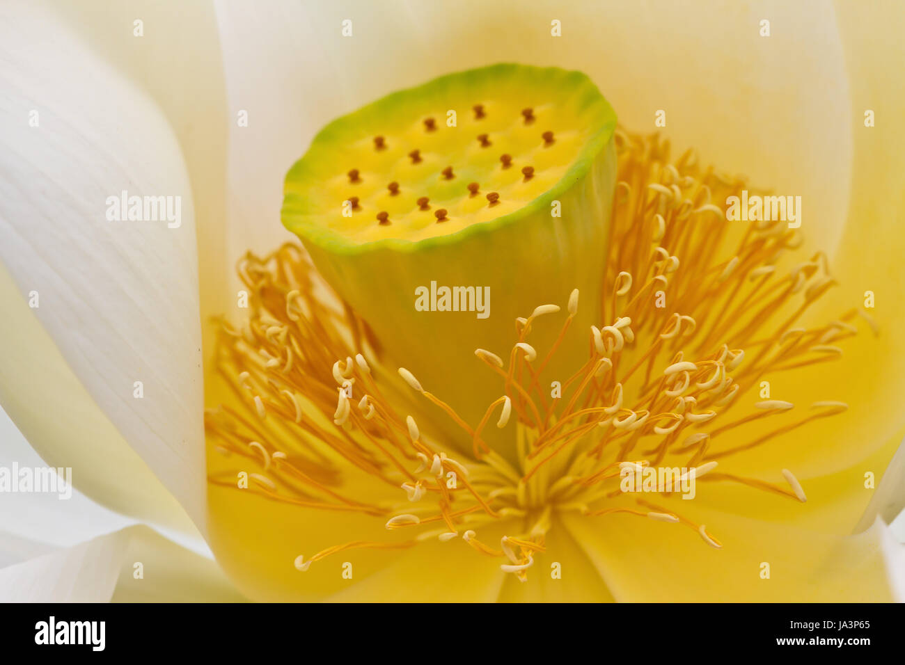 inside the lotus flower Stock Photo - Alamy