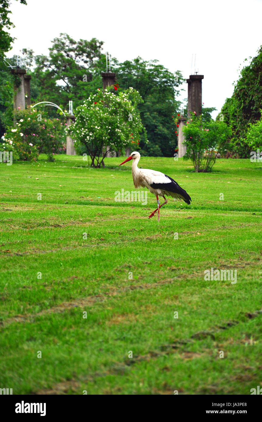 bird, birds, stork, bird, birds, beak, stork, feathering, rosarium, migrant Stock Photo - Alamy