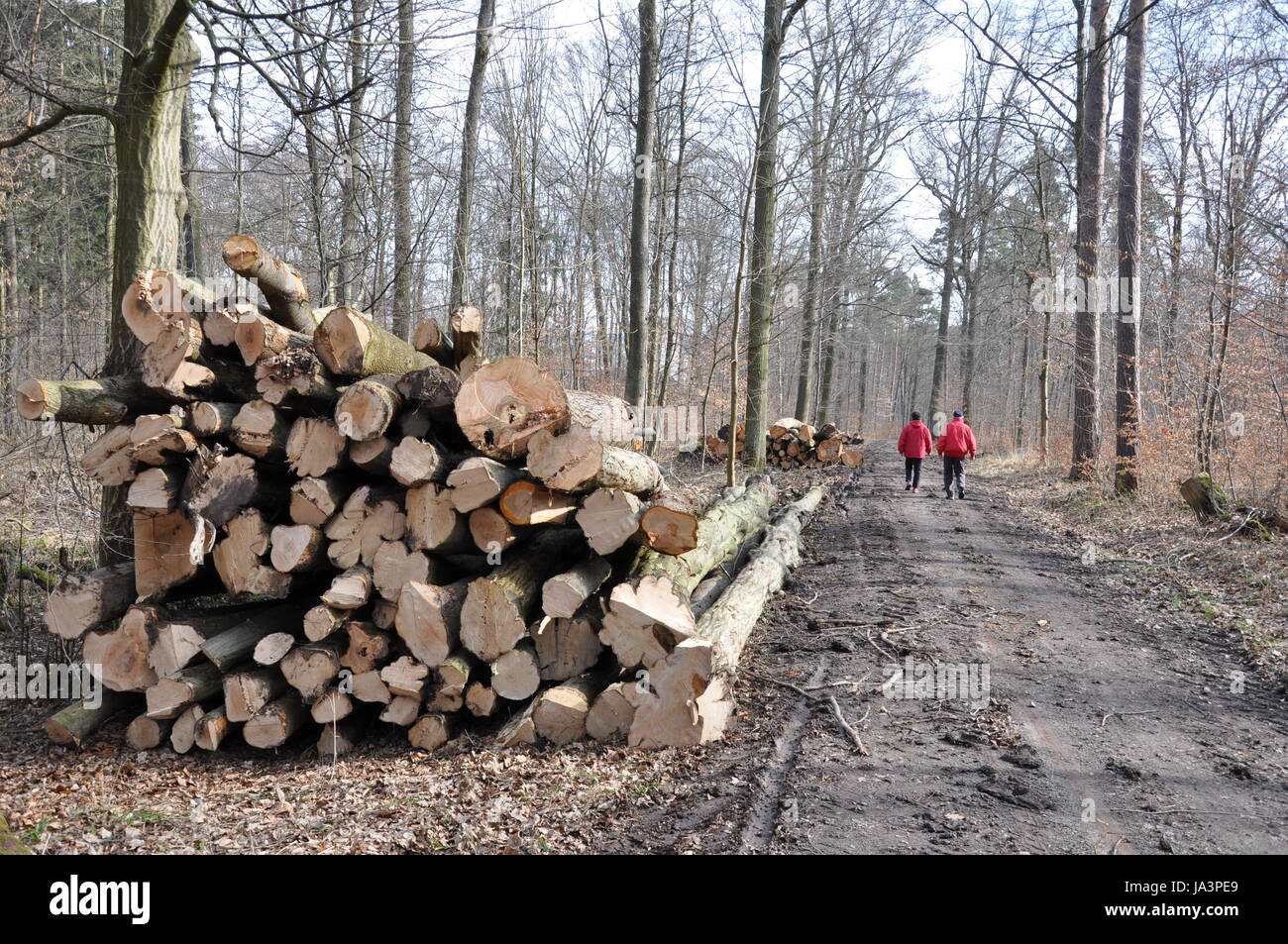 tree, trees, winter, tribes, tree, trees, winter, cold, stroller ...