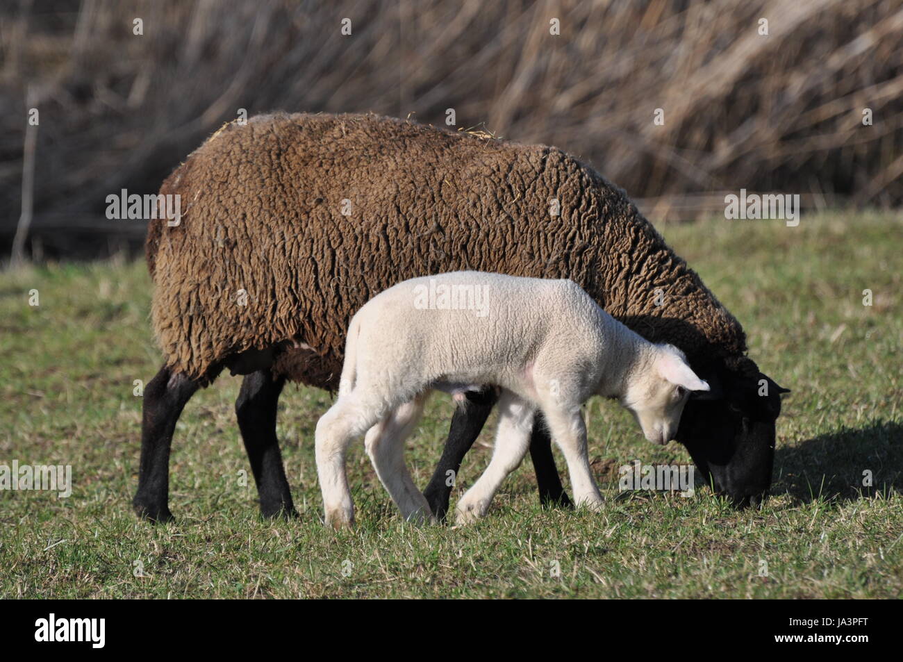 Tired lamb hi-res stock photography and images - Alamy