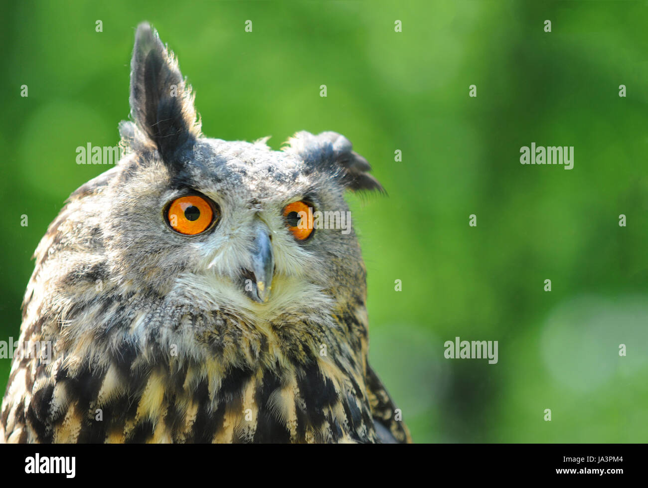 funny eurasian eagle owl Stock Photo - Alamy