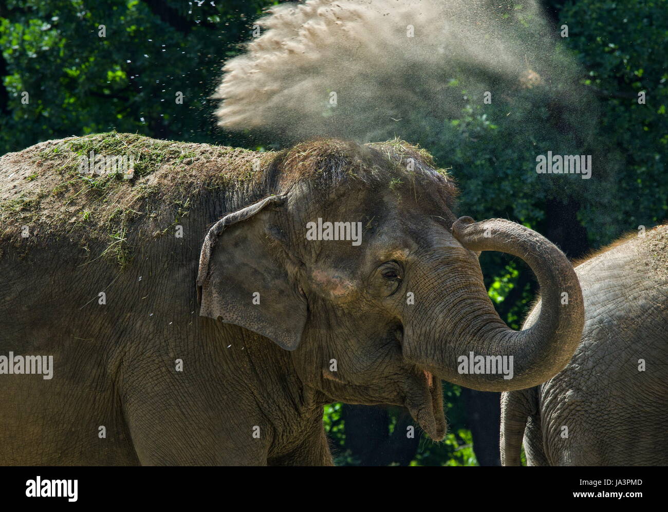 elephant throwing sand on his back as skin protection Stock Photo - Alamy