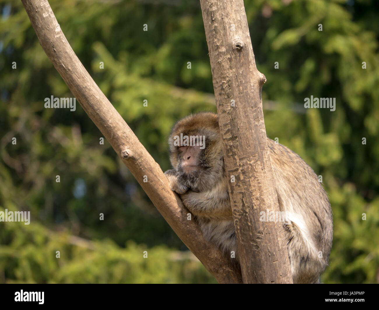 monkey, break, rest, pause, monkey, observant, sullen, dormant, break ...