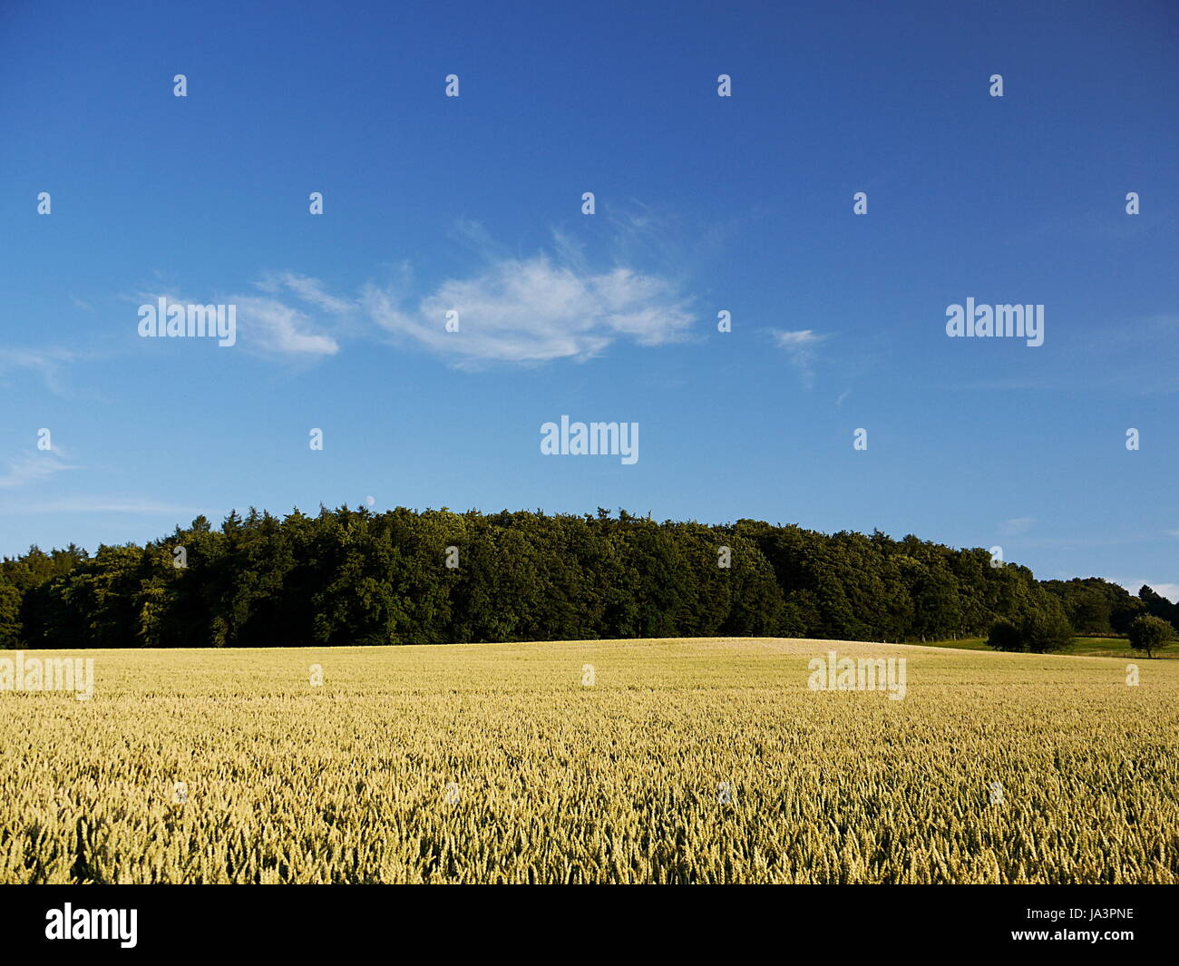 field, summer, summerly, acre, corn field, firmament, sky, forest ...