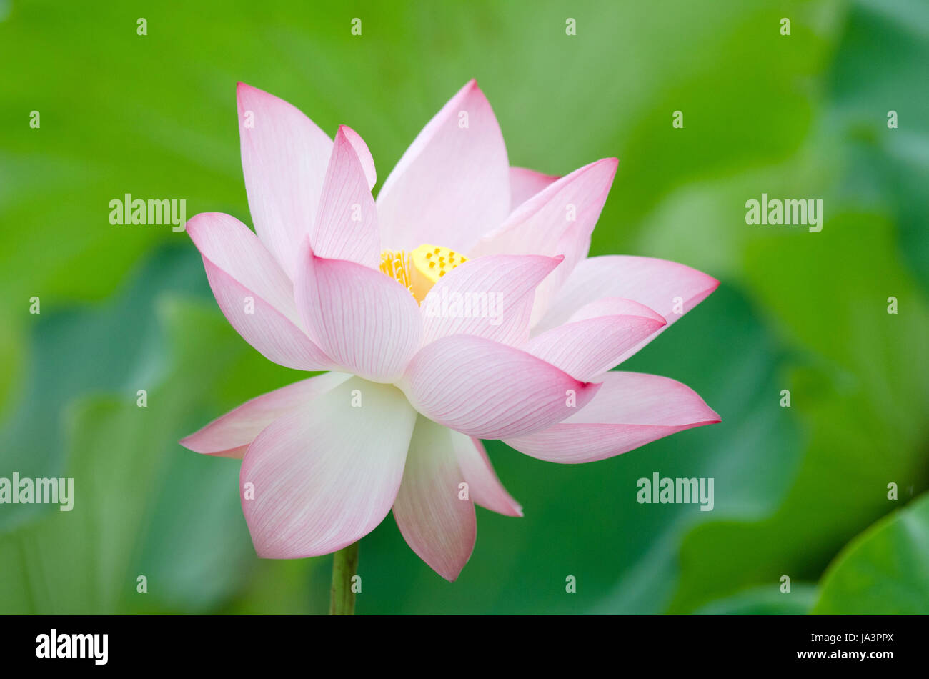 Lotus flower in the farm at daytime in Taiwan, Asia Stock Photo - Alamy