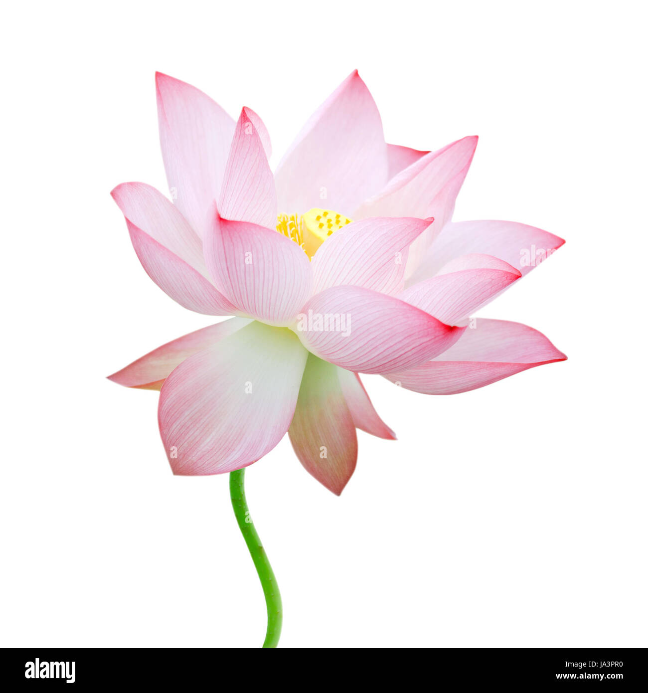 Lotus flower isolated on white background Stock Photo - Alamy