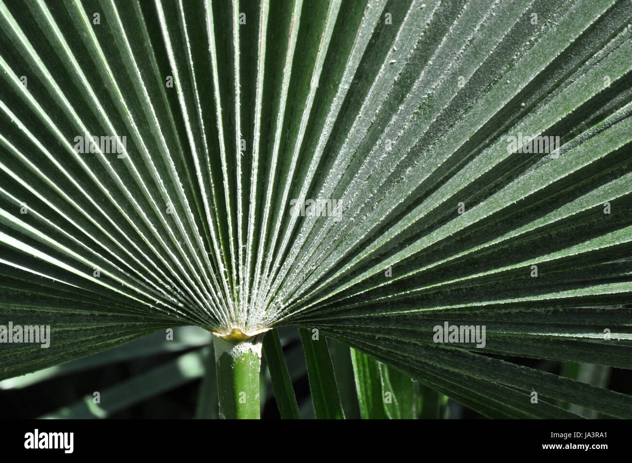Fan leaf tree hi-res stock photography and images - Alamy
