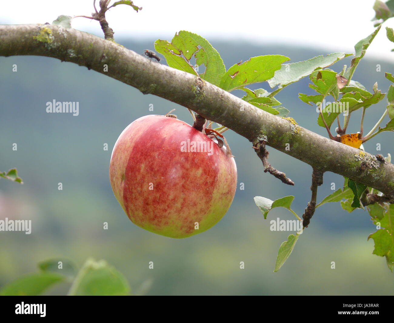 tree, apple tree, branch, fruit, apples, apple, red, food, aliment ...