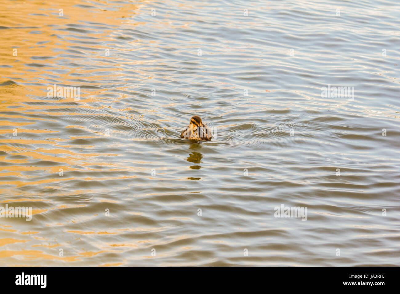 duck, cub, baby, waterfowl, duckling, swimming, swiming, swim, swims ...