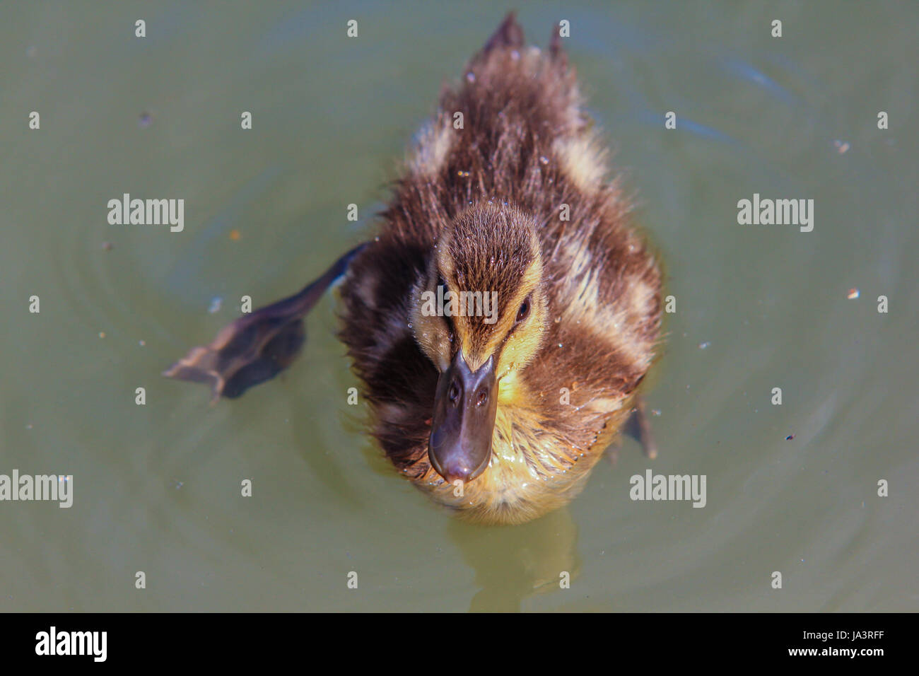 Mommy duck swimming hi-res stock photography and images - Alamy