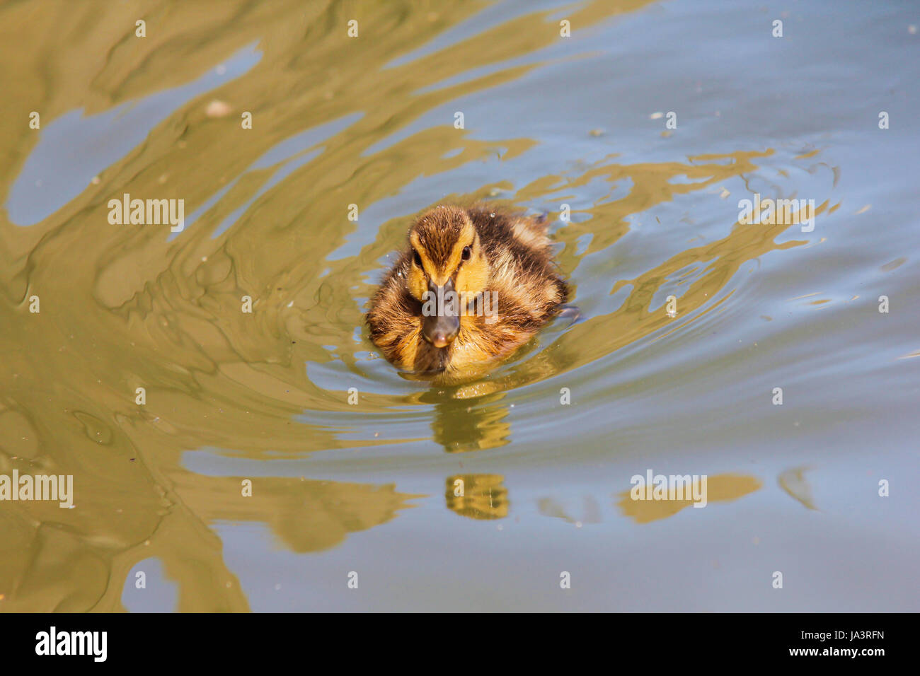 duck, cub, baby, waterfowl, duckling, swimming, swiming, swim, swims ...