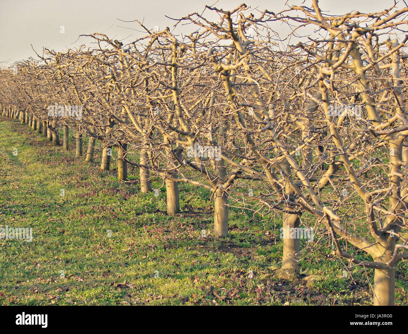 agricultural, tree, trees, agriculture, farming, field, orchard ...
