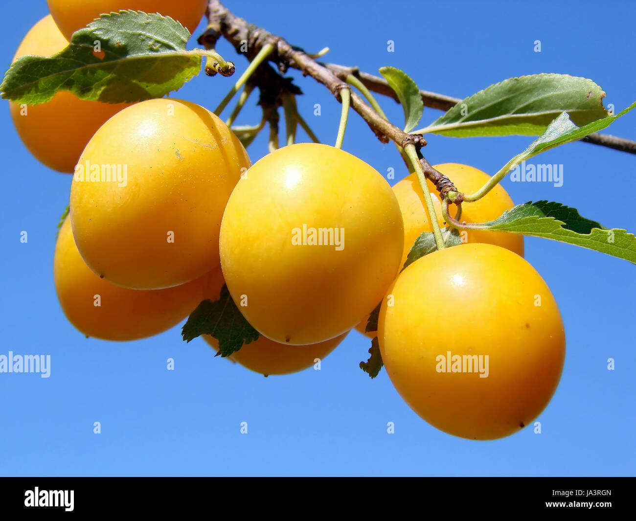 ripe, spring, bouncing, bounces, hop, skipping, frisks, jumping, jump ...