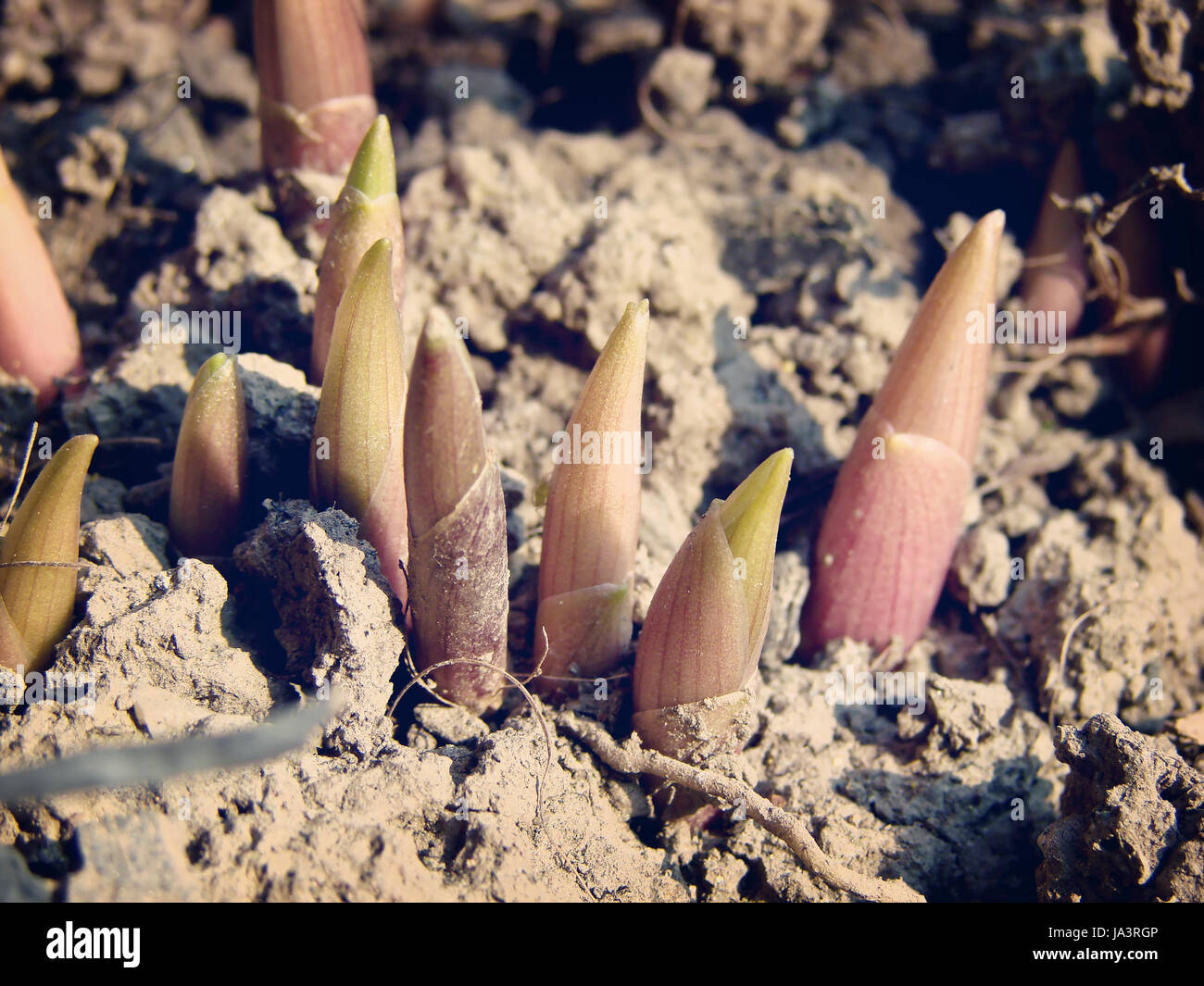 garden, flower, plant, ground, soil, earth, humus, spring, dirt ...