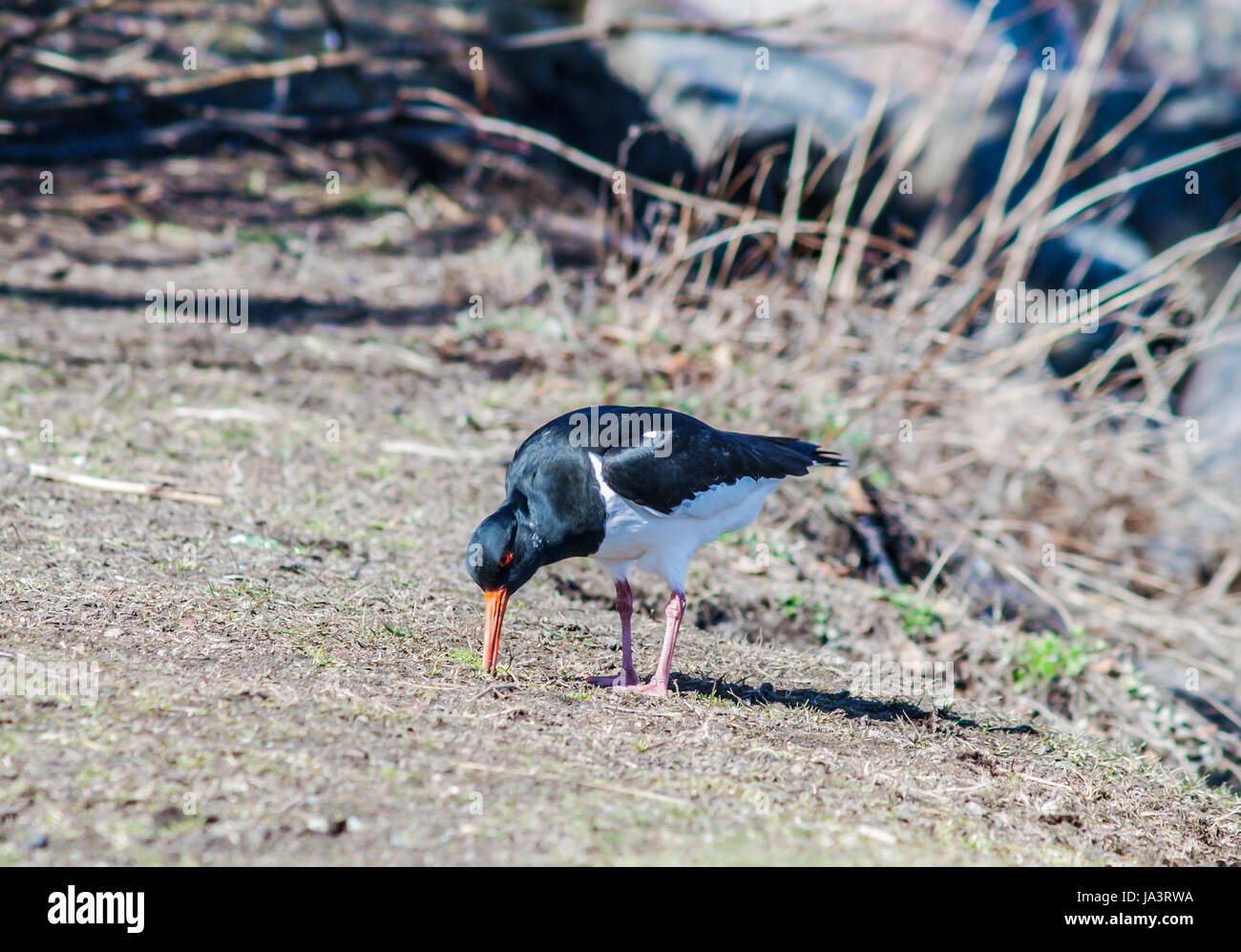 bird, waterfowl, eurasian, food, aliment, animal, bird, ground, soil ...