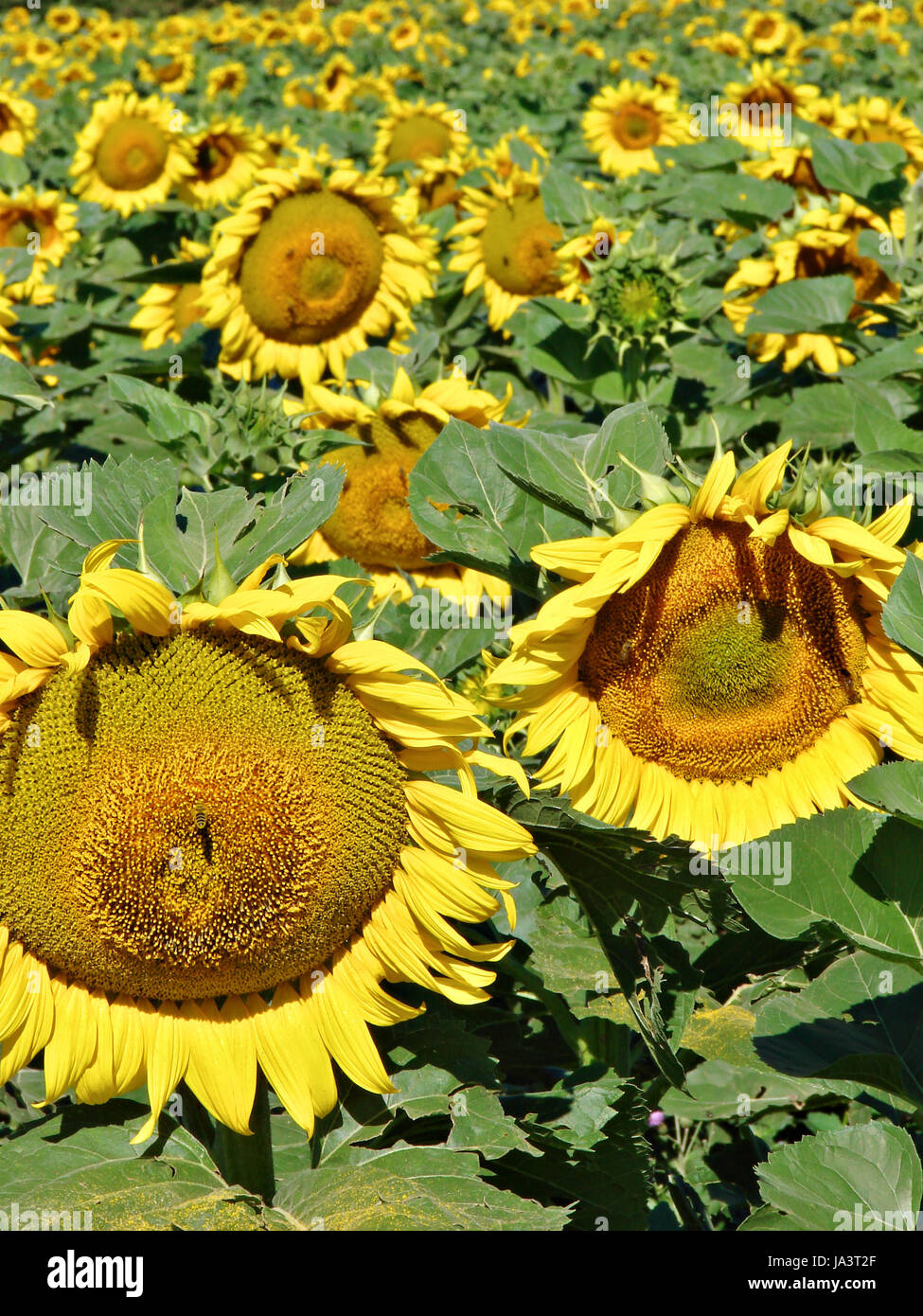 flower, plant, bloom, blossom, flourish, flourishing, summer, summerly Stock Photo - Alamy