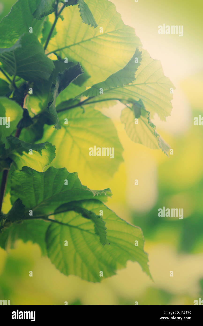 leaf, leaves, lawn, green, fresh, foliage, nature, natural, plant ...