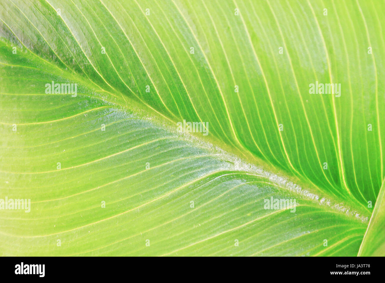 leaf, lines, plants, spine, lawn, green, nature, plant, close, detail ...