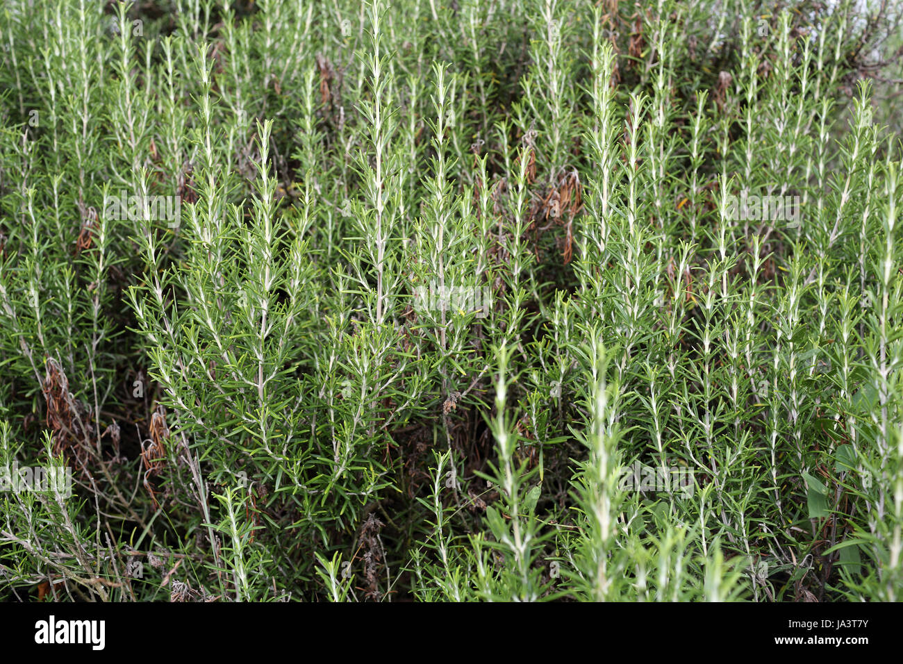 spice, shrub, woody, rosemary, agriculture, farming, culinary, outdoors ...