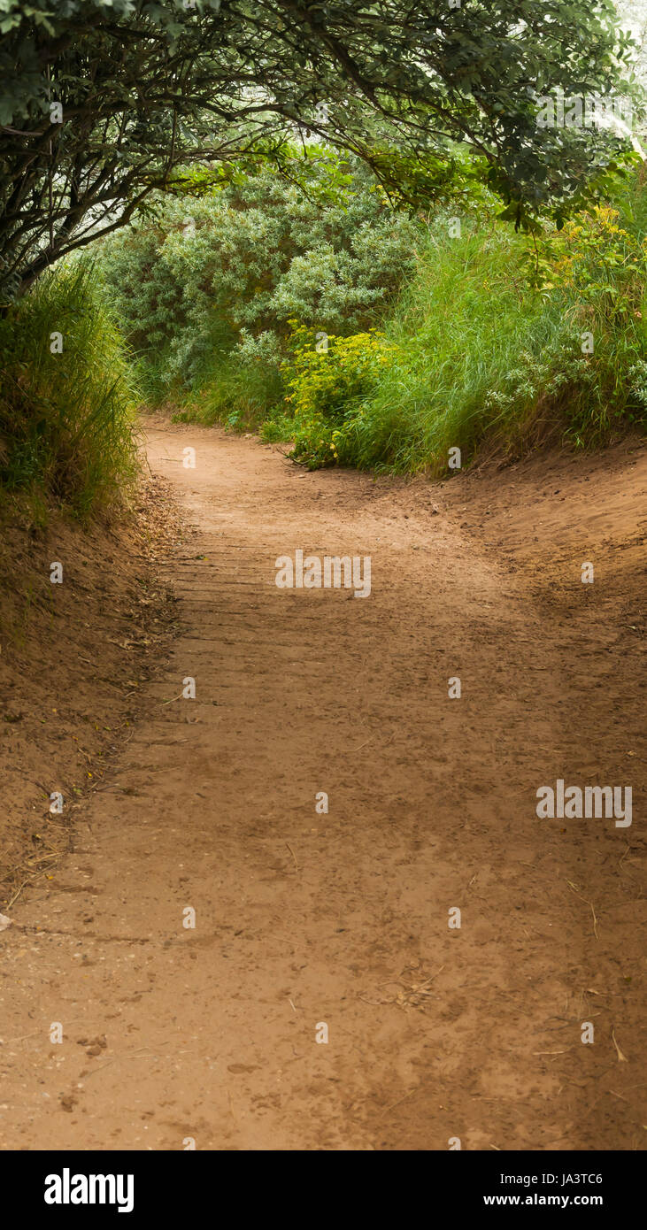 sandy, path, way, pathway, walk, go, going, walking, tree, trees ...