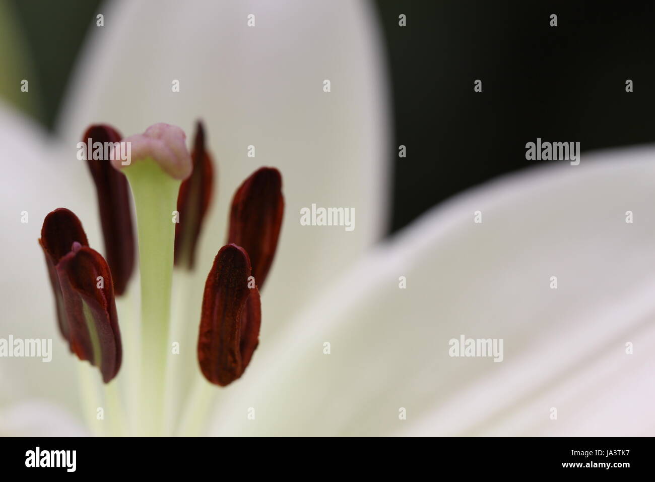 flower, plant, flowers, lily, lilies, pale, bright, pure white, snow ...