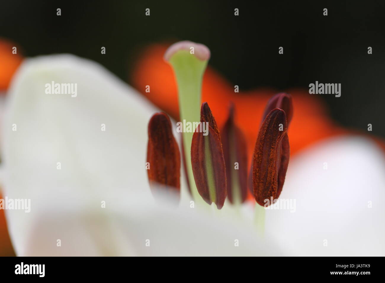 flower, plant, flowers, lily, lilies, pale, bright, pure white, snow ...
