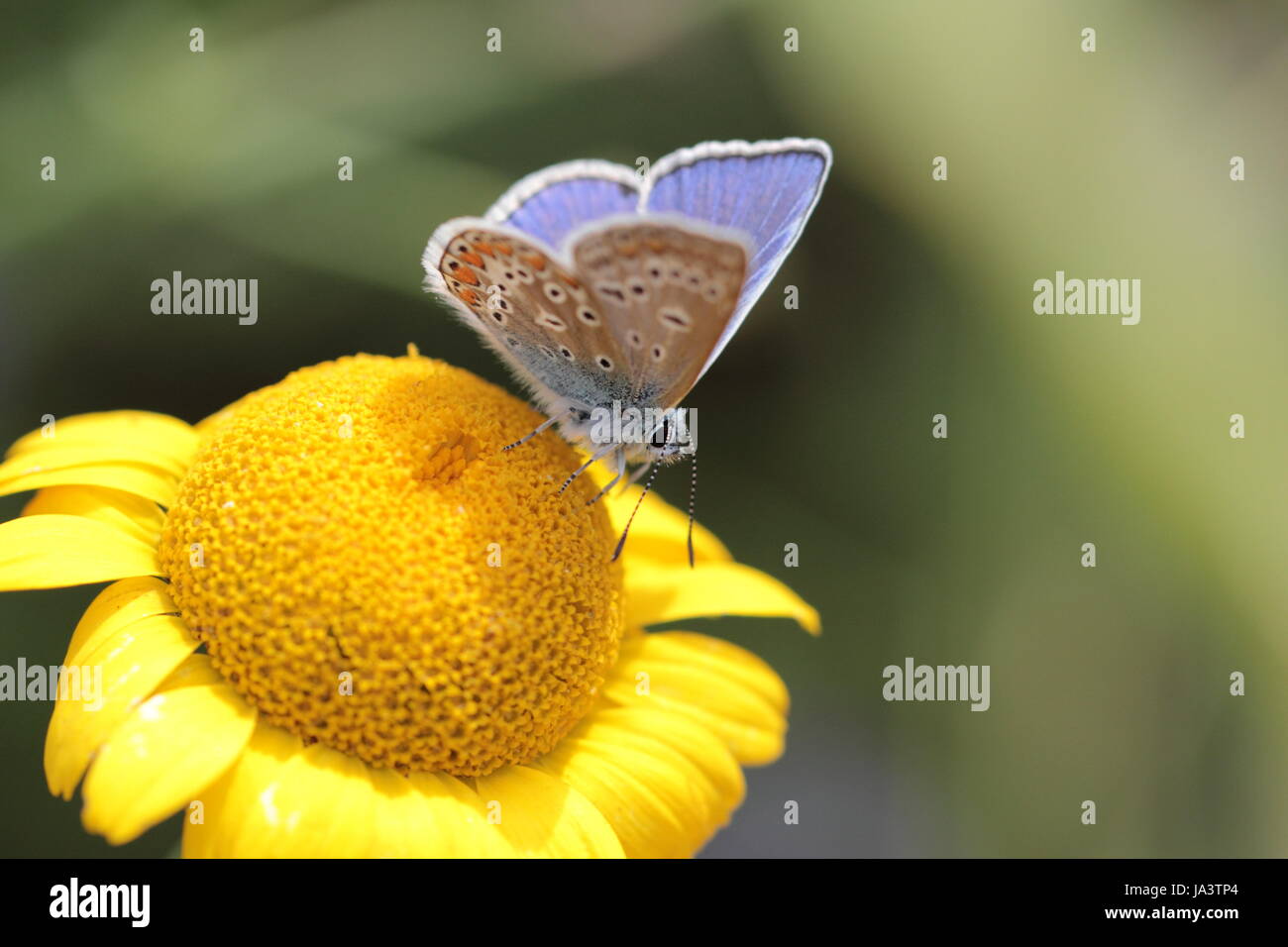 adonis blue butterfly Stock Photo - Alamy