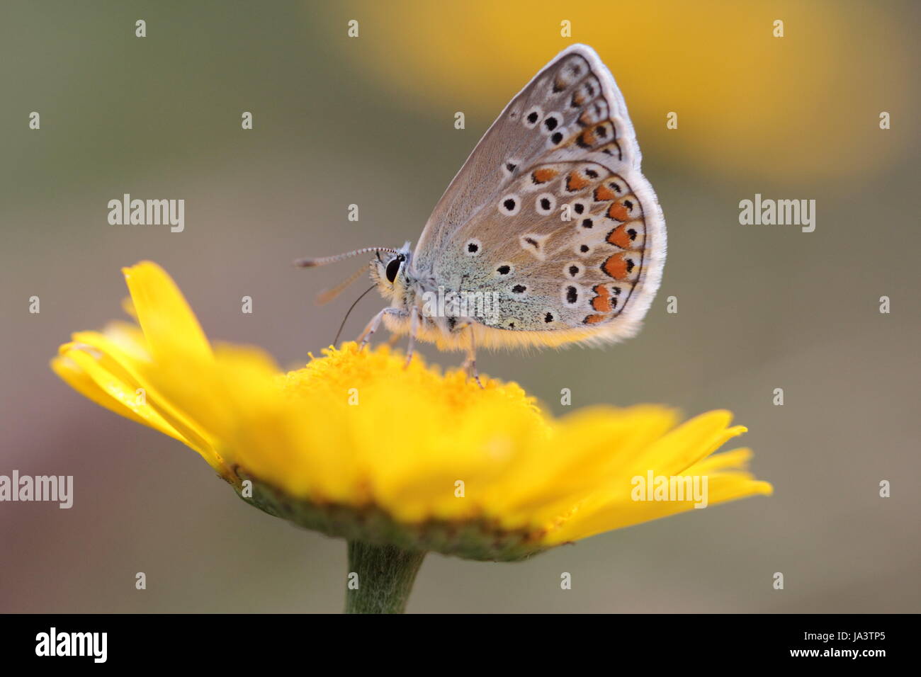 adonis blue butterfly Stock Photo - Alamy