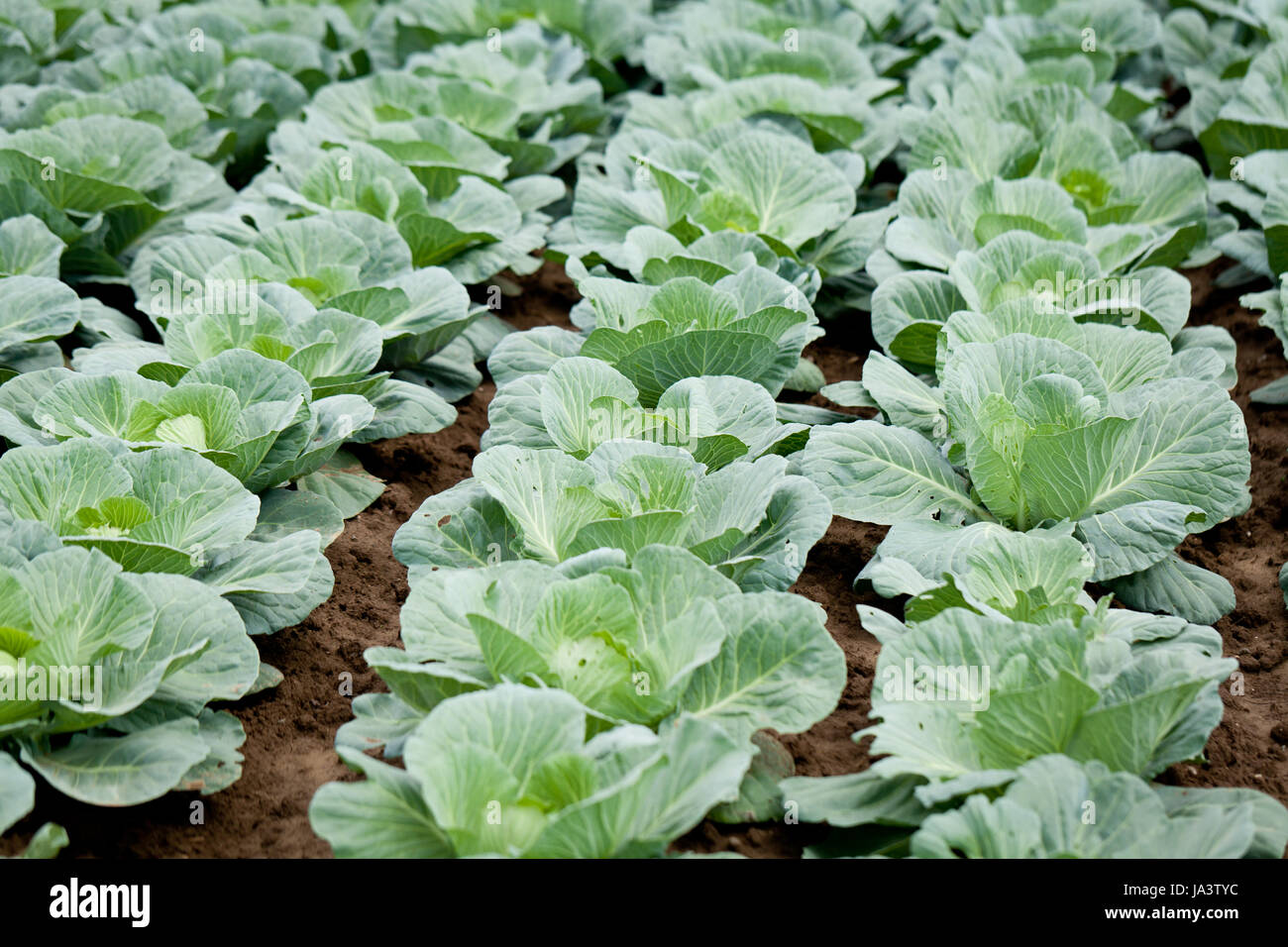 agriculture, farming, field, acre, vegetable, cabbage, herb, red ...