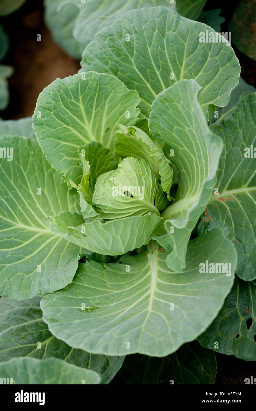 agriculture, farming, field, acre, vegetable, cabbage, herb, red ...