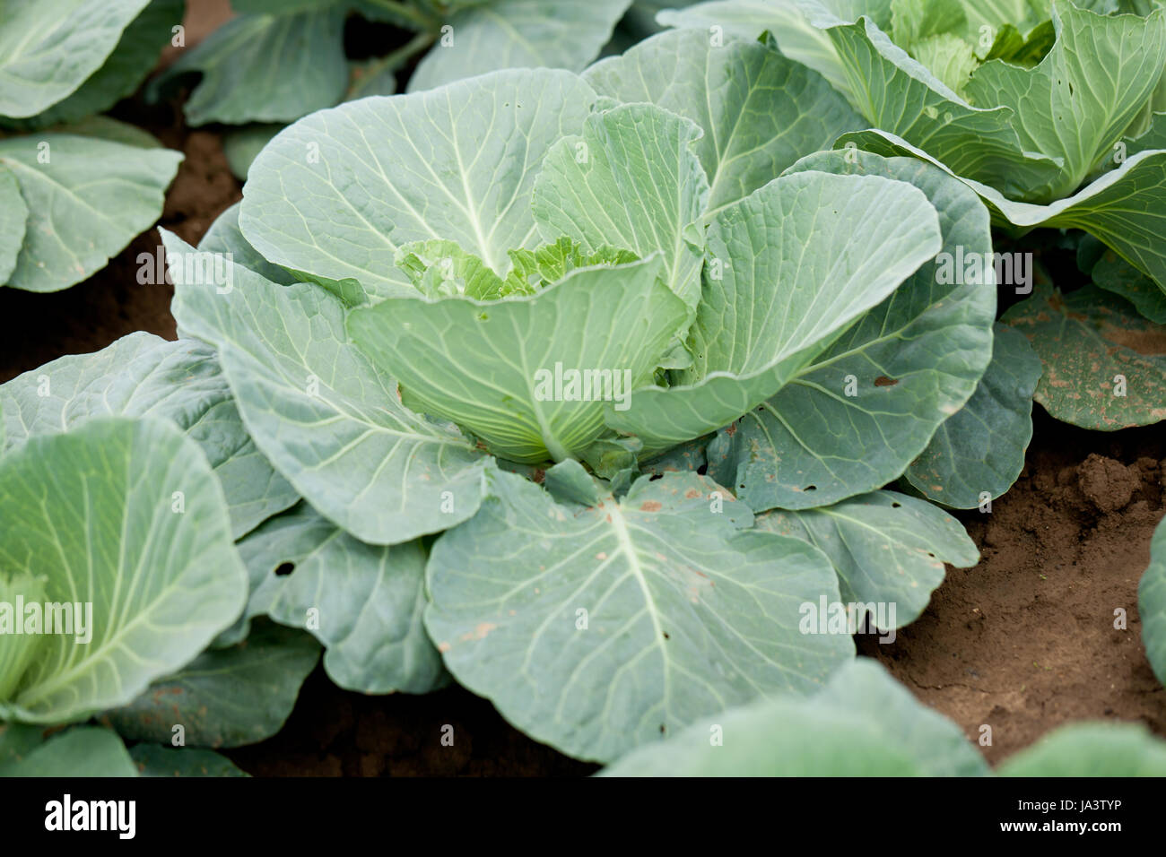 agriculture, farming, field, acre, vegetable, cabbage, herb, red ...