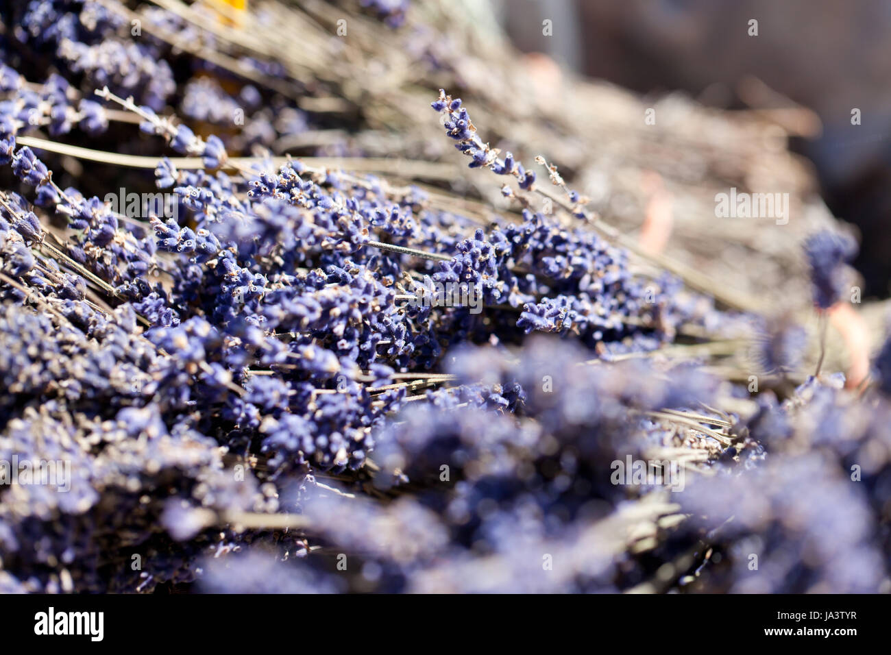 fresh fragrant purple lavender on the market in summer Stock Photo - Alamy