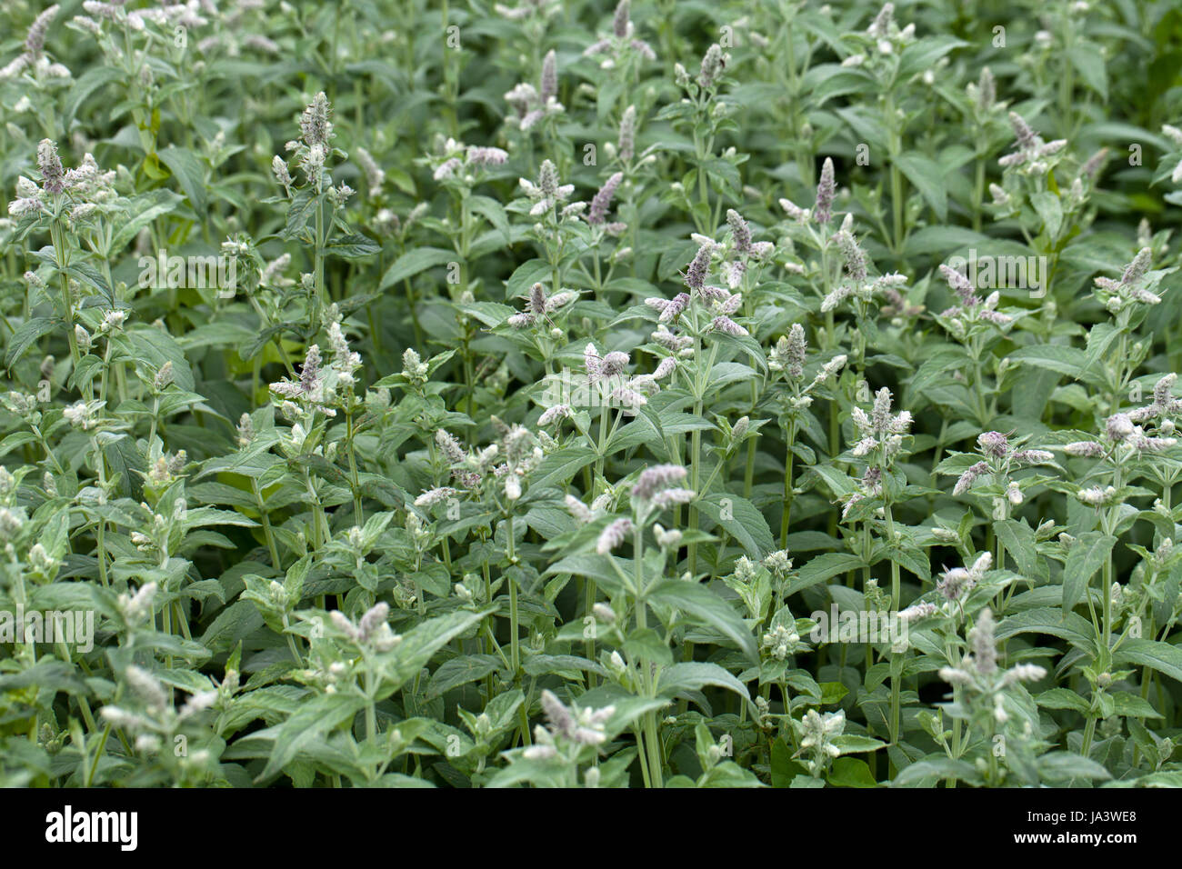 leaf, garden, mint, herb, peppermint, backdrop, background, leaf, macro ...