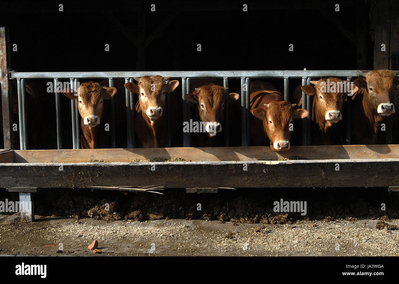 livestock, stable, feed, cows, cattle, stall, grating, grate, grid ...