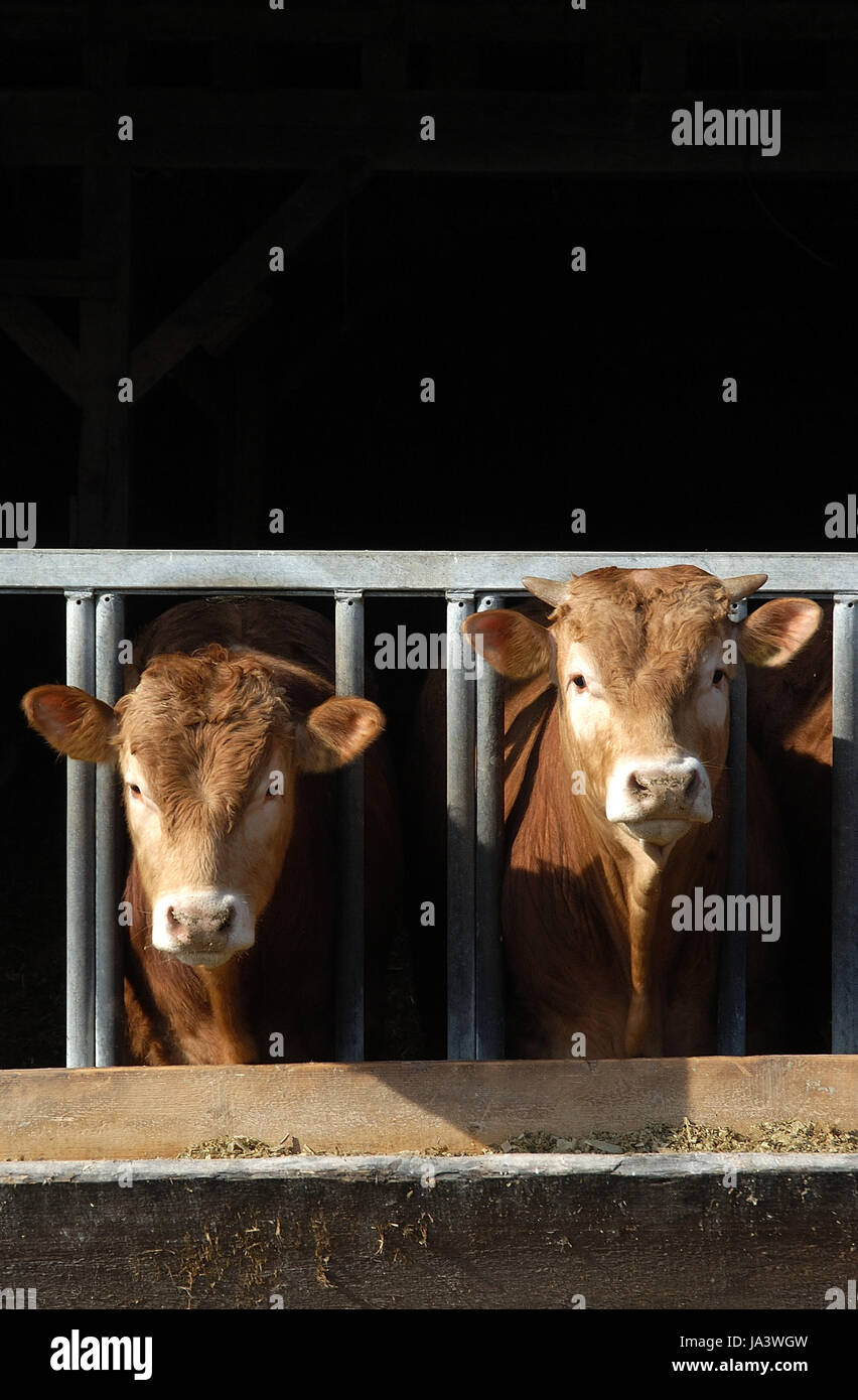 Cattle grating hi-res stock photography and images - Alamy