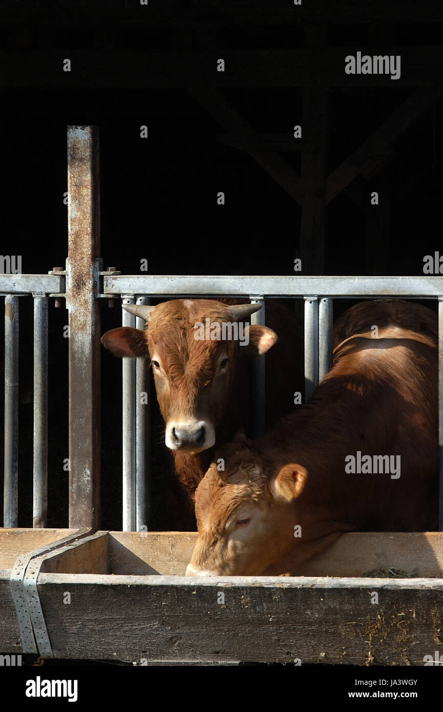 Tretmiststall hi-res stock photography and images - Alamy