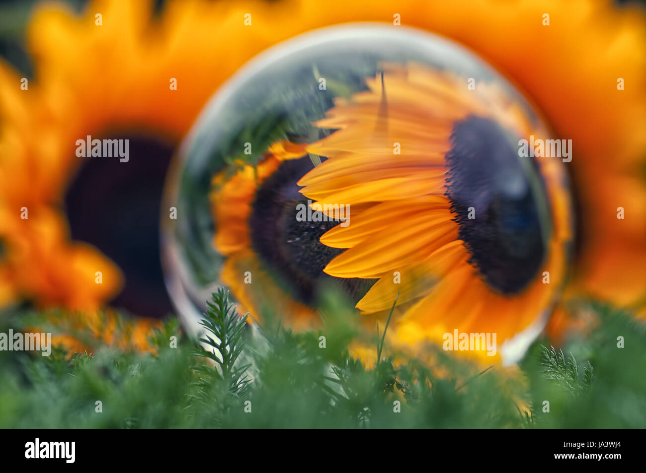sunflower in glass ball 4 Stock Photo - Alamy
