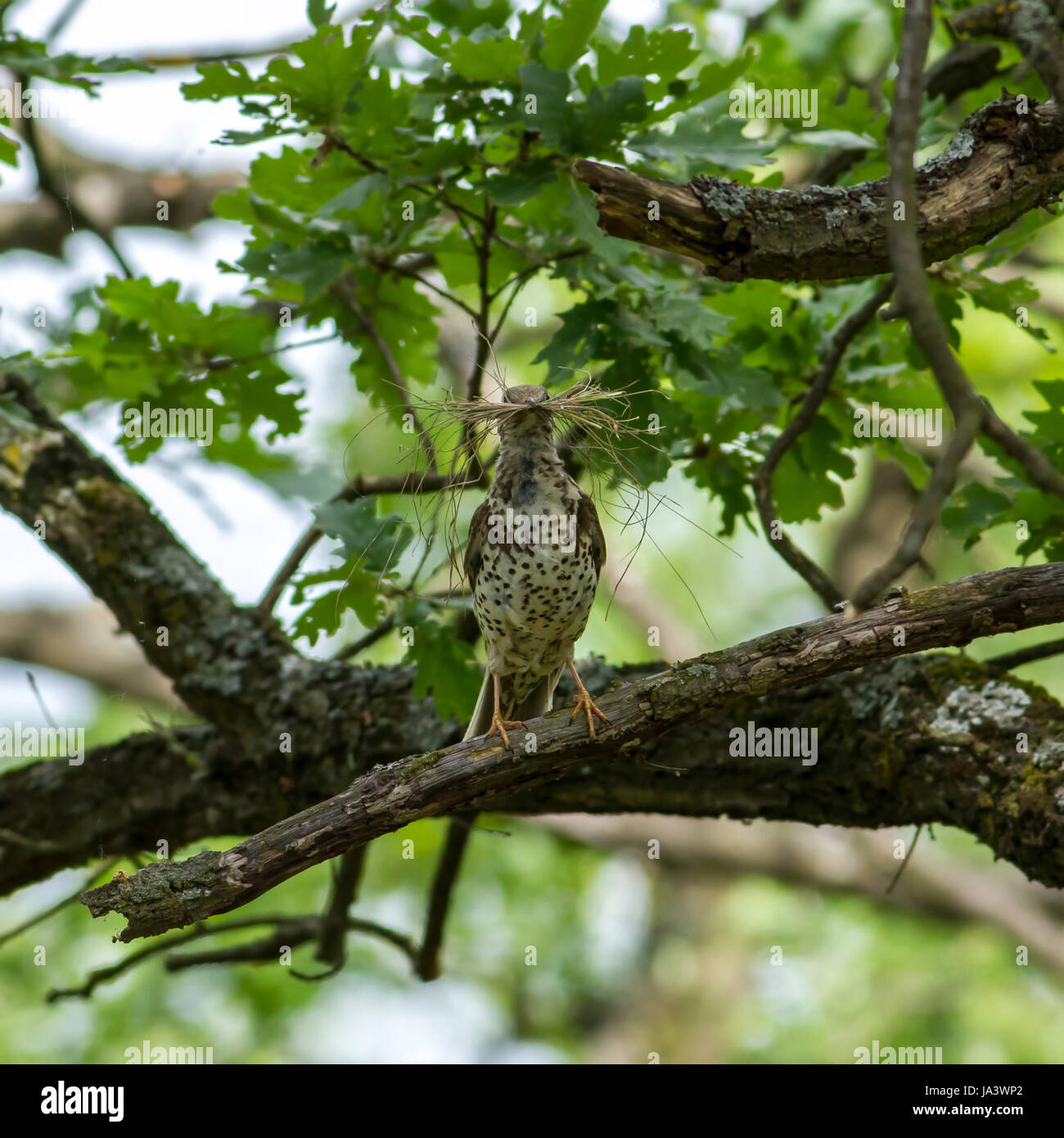 tree, animal, bird, fauna, lawn, green, nature, leaf, closeup, tree ...
