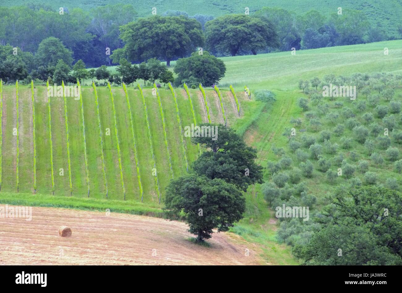 tuscany, olive-tree, vine, grape vine, grape-vine, olive grove, italy ...