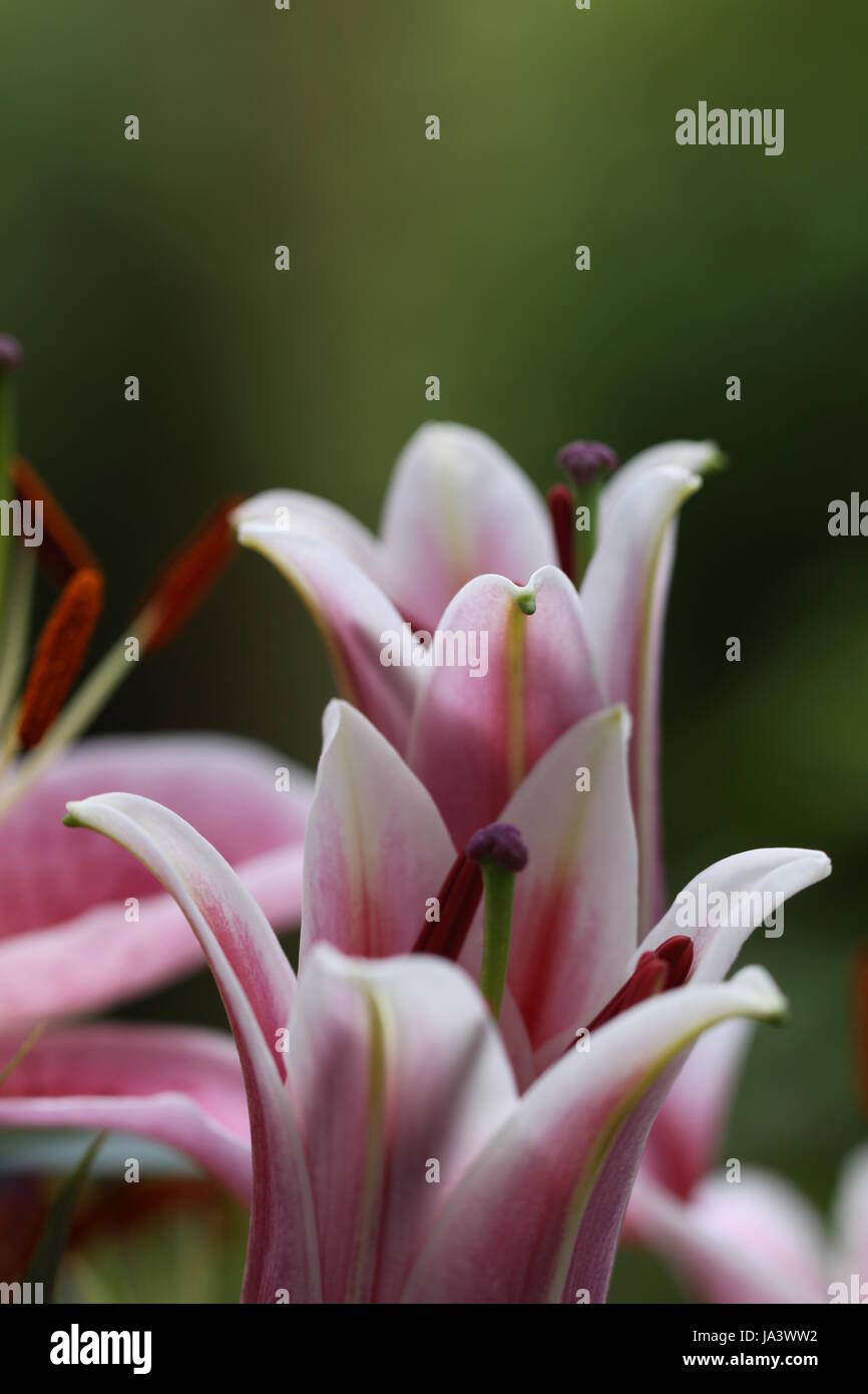 flower, plant, flowers, lily, lilies, damask rose, pink, shine, shines ...