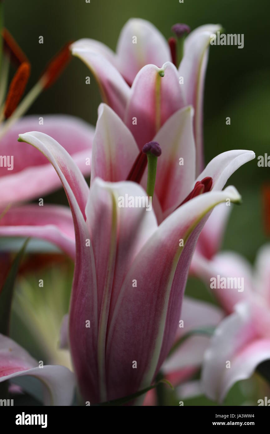 flower, plant, flowers, lily, lilies, damask rose, pink, shine, shines ...