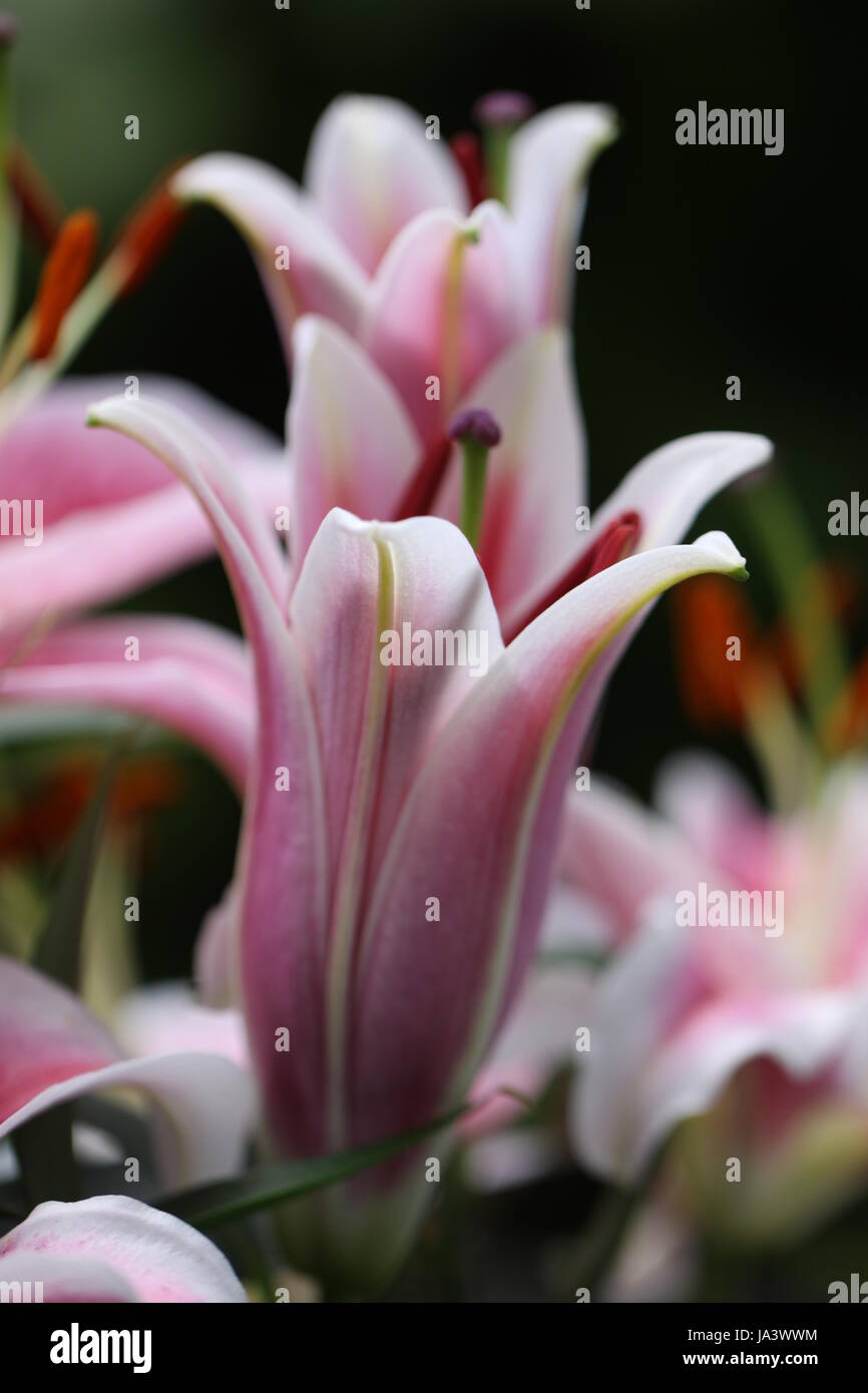 flower, plant, flowers, lily, lilies, damask rose, pink, shine, shines ...