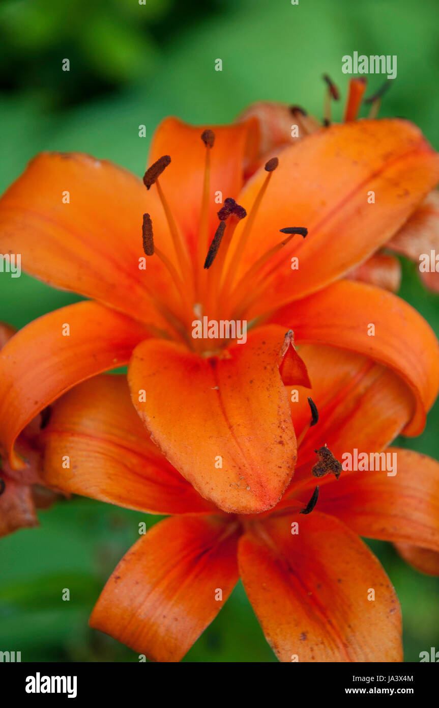 garden, bloom, blossom, flourish, flourishing, flower, flowers, plant ...