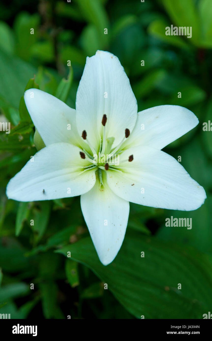 garden, bloom, blossom, flourish, flourishing, flower, flowers, plant ...