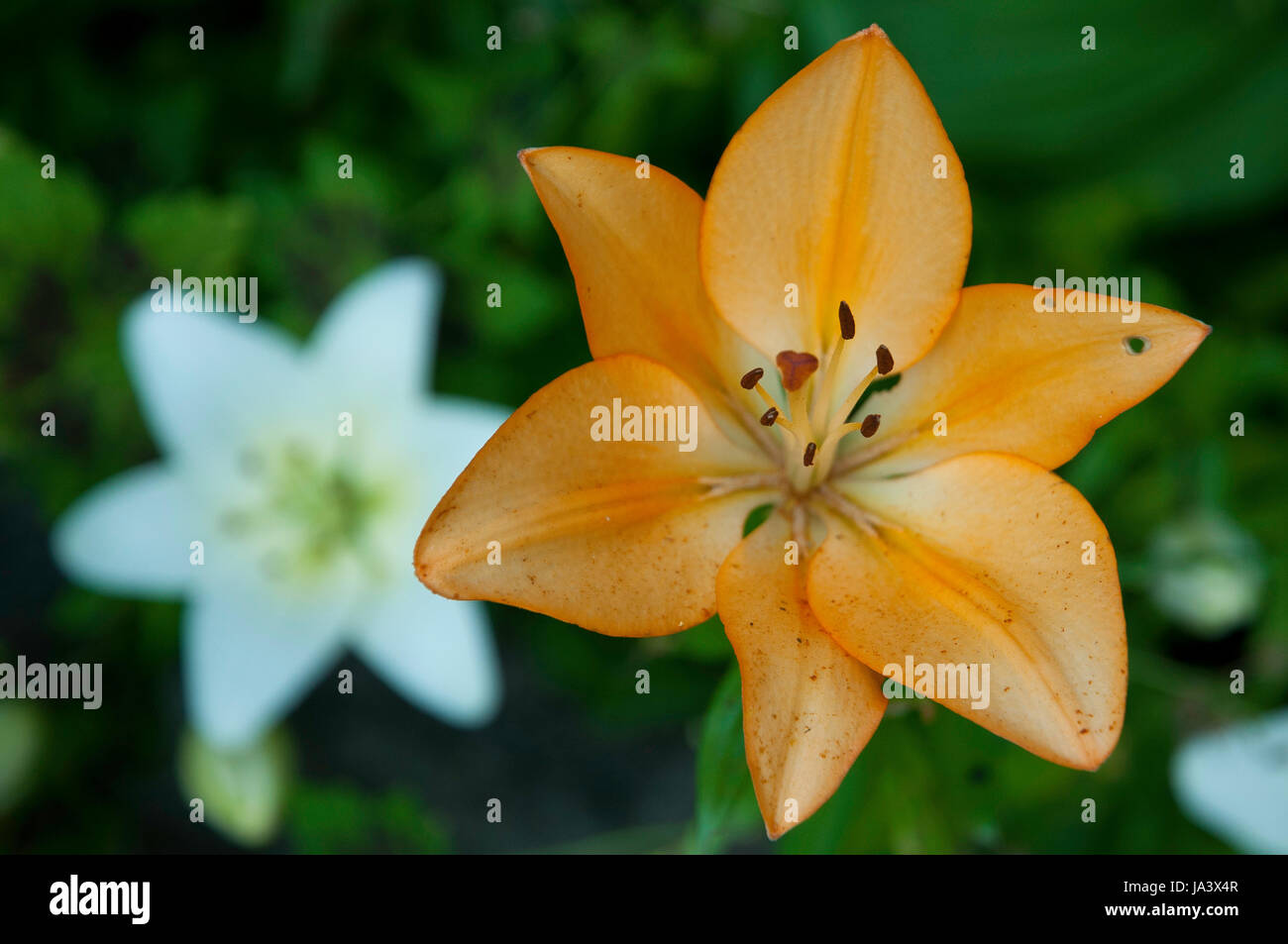 garden, bloom, blossom, flourish, flourishing, flower, flowers, plant ...