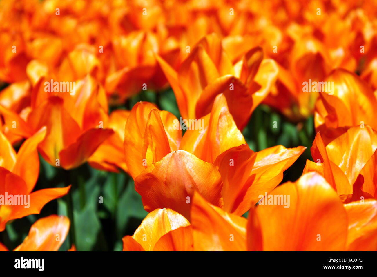 green, leaves, coloured, colourful, gorgeous, multifarious, richly ...