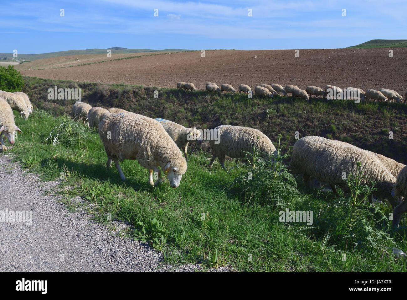 Sheep huddle hi-res stock photography and images - Alamy